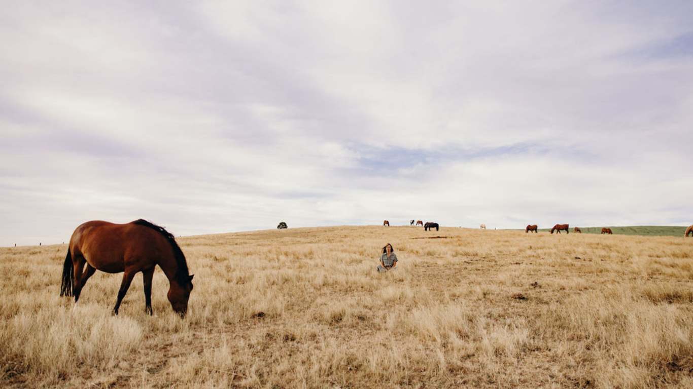 Module 1 – EAP and EAL Training – The Equine Psychotherapy Institute
