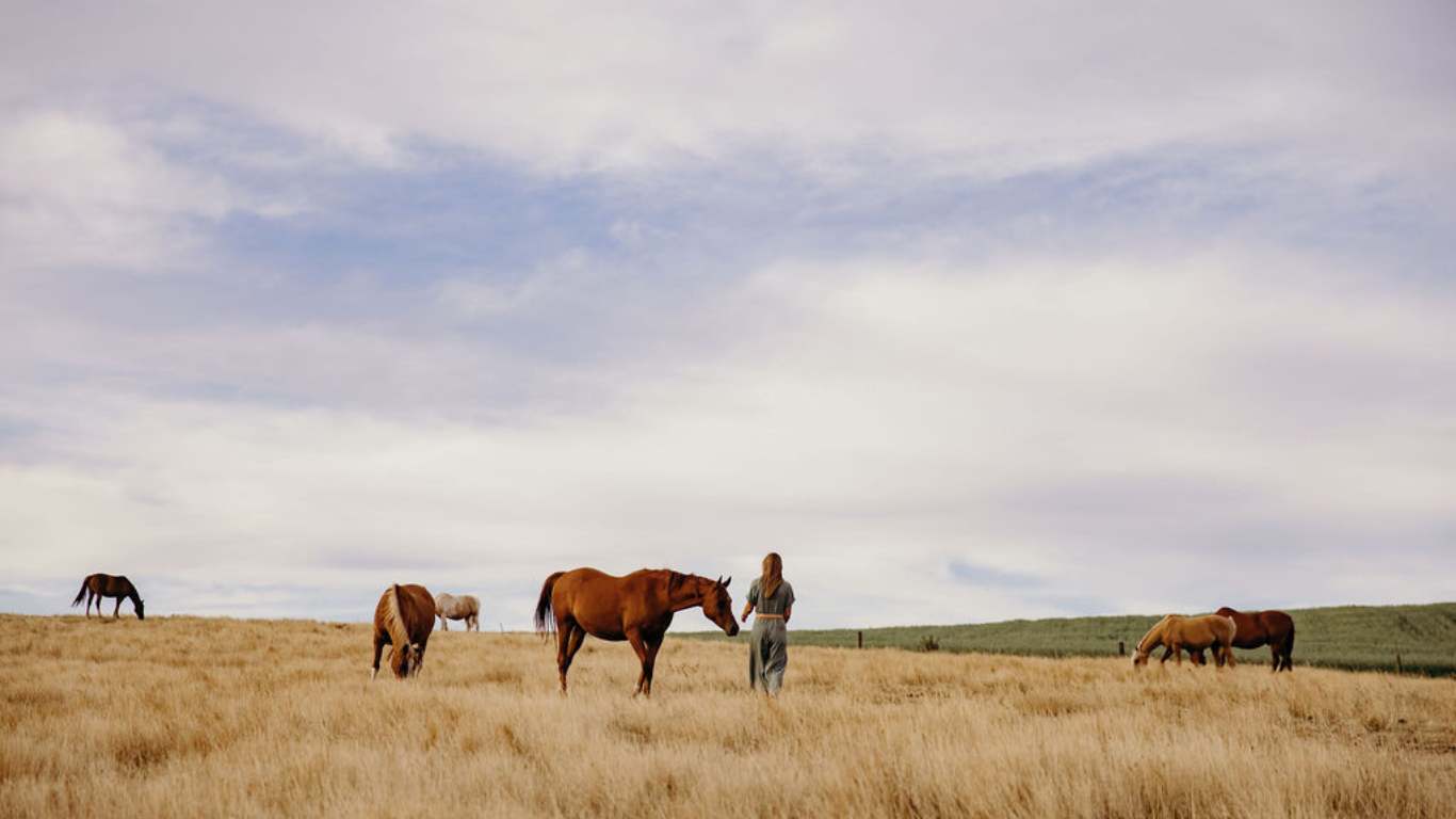 Module 3 – EAP and EAL Training – The Equine Psychotherapy Institute